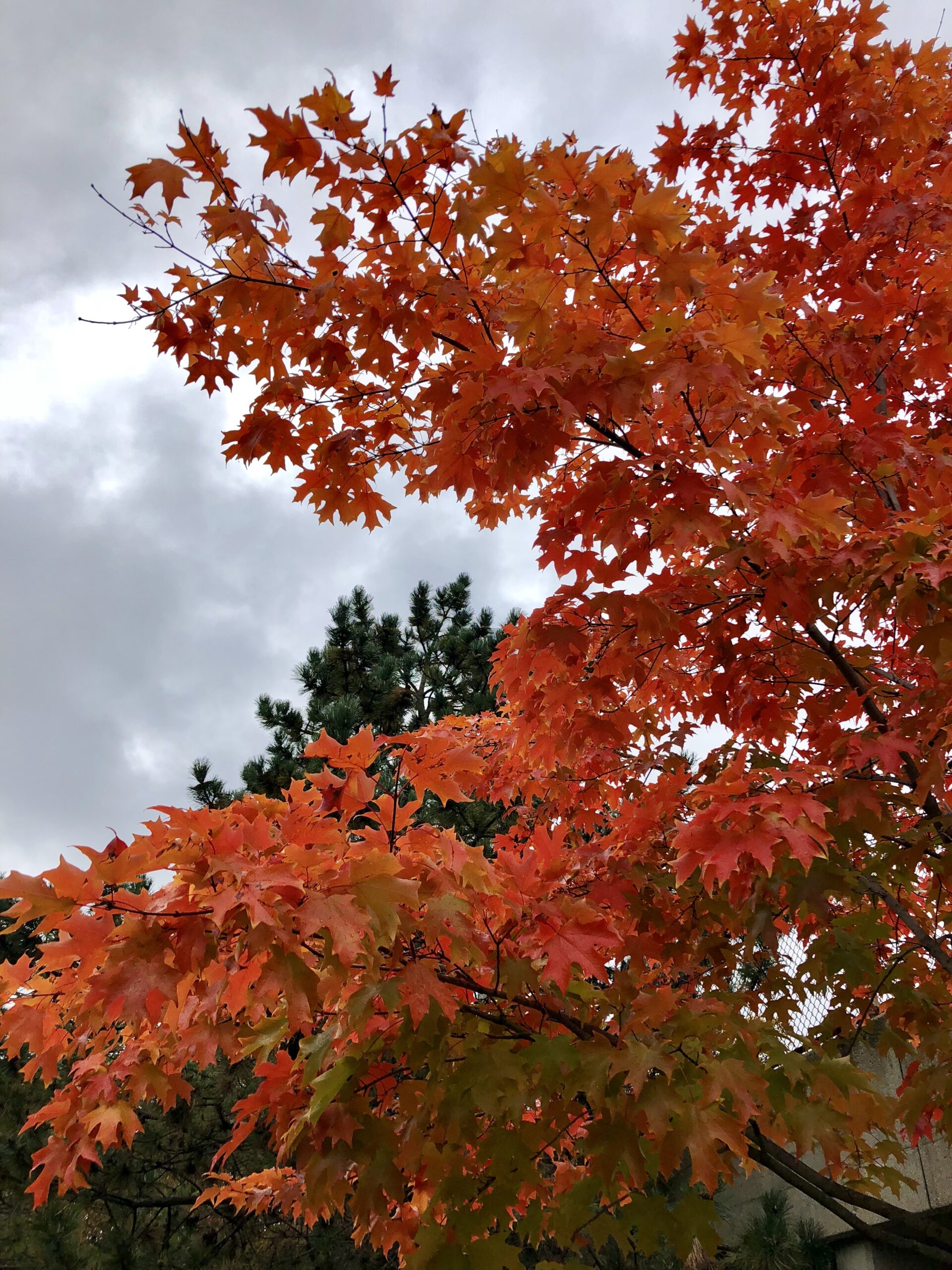 Six Ways To Embrace "Hygge" This Autumn - Skandibaking